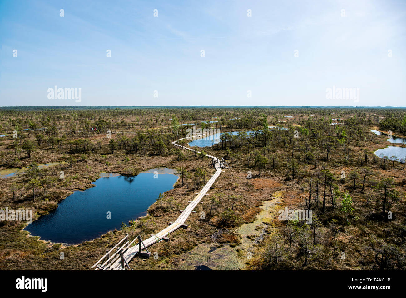 Swamp trail. Summer sunny Day. Kemeri National Park Nature Trail Stock ...