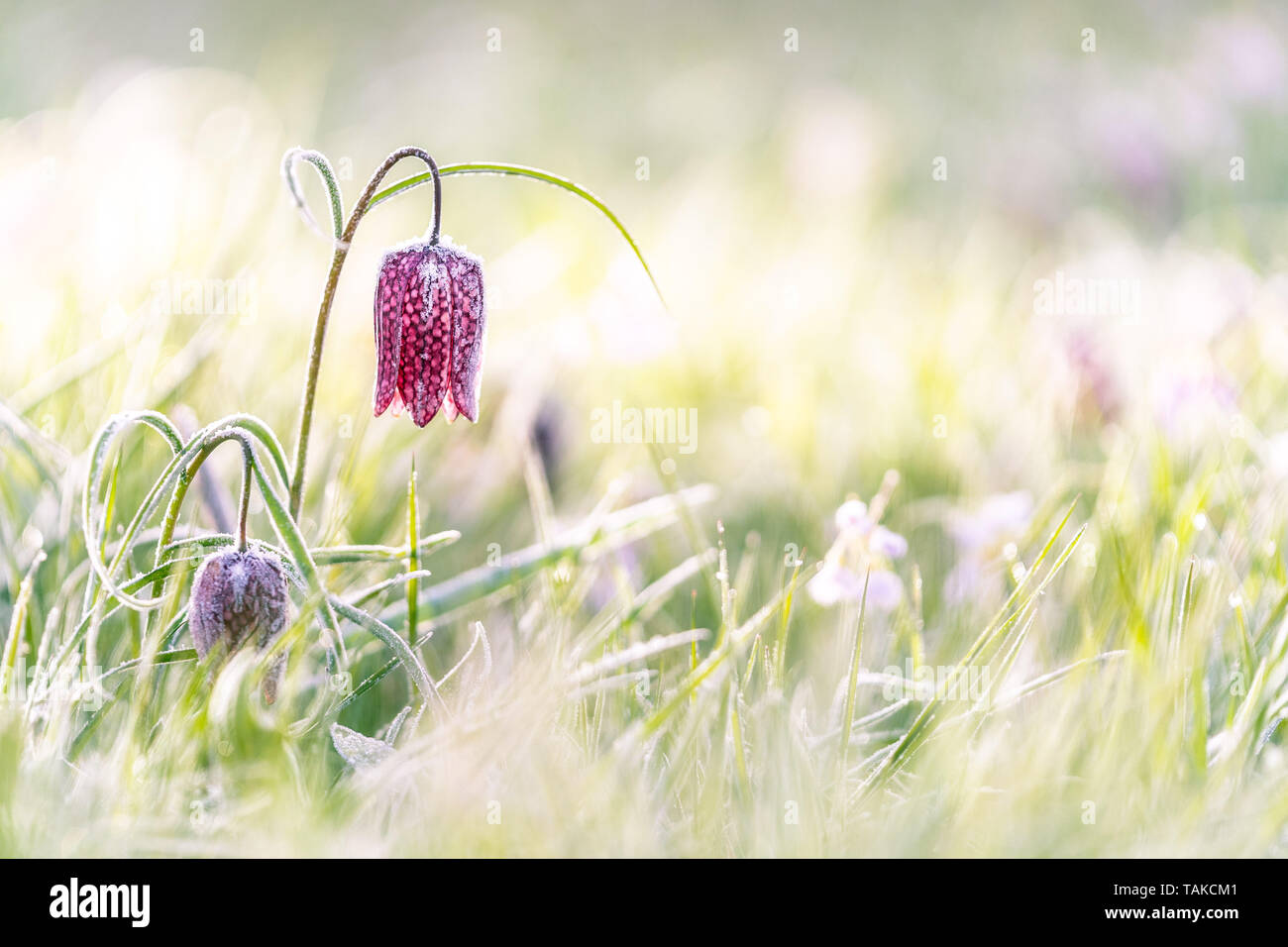 The fritillary is a plant from the lily family. The flower has purple ...