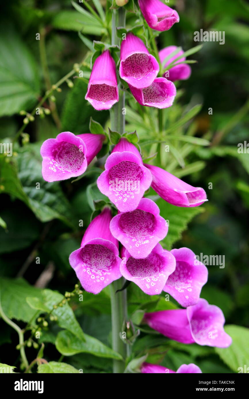 Foxglove, or common foxglove, Digitalis purpurea. Its vivid flowers ...
