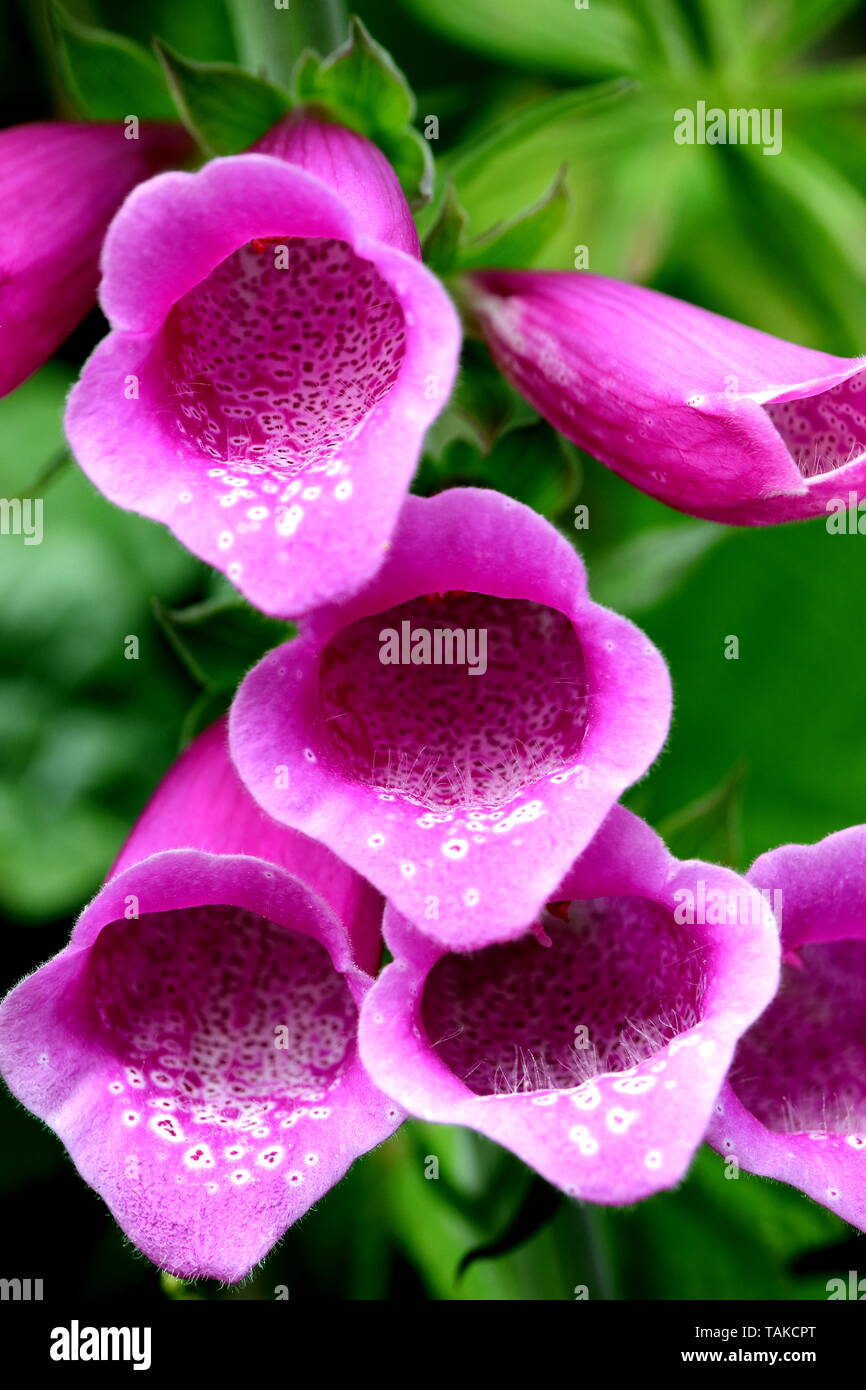 Foxglove, or common foxglove, Digitalis purpurea. Its vivid flowers ...