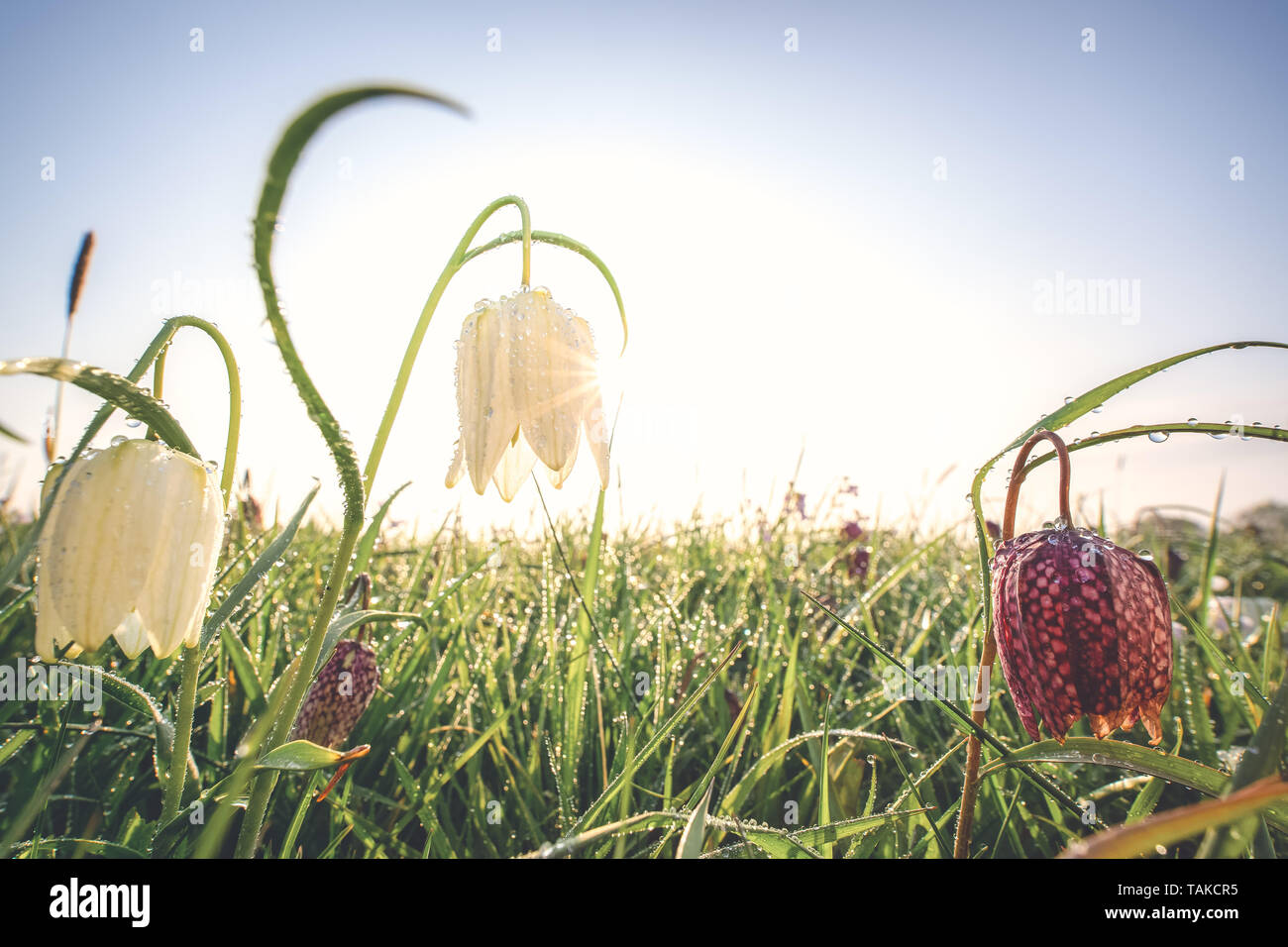 The fritillary is a plant from the lily family. The flower has purple ...