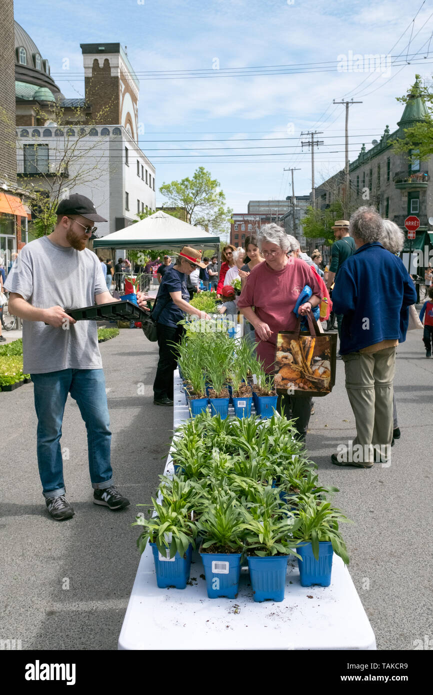 Free distribution of flowers and plants to the residents of the Mile ...