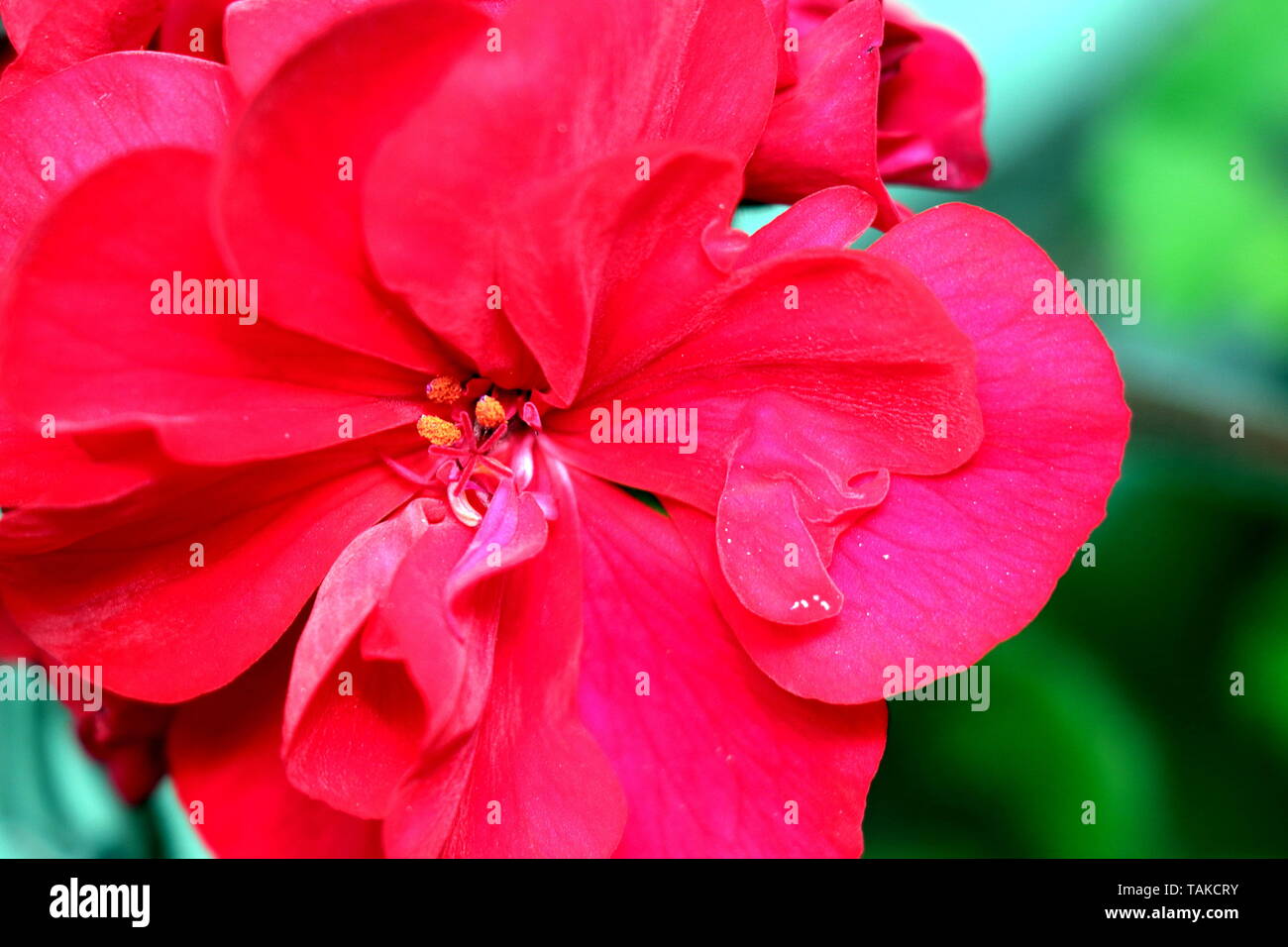 Perennials geraniums succulents hi-res stock photography and images - Alamy