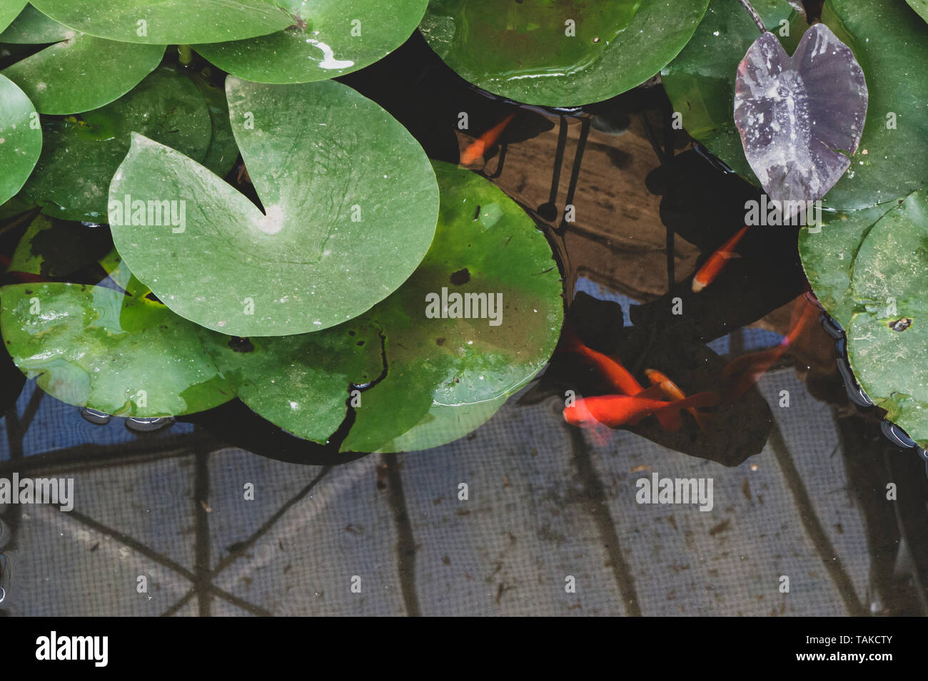 Water lily goldfish hi-res stock photography and images - Alamy