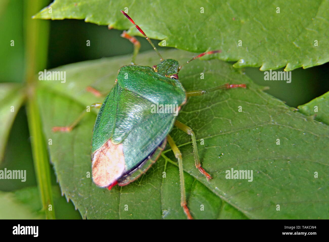 Pentatomidae Species