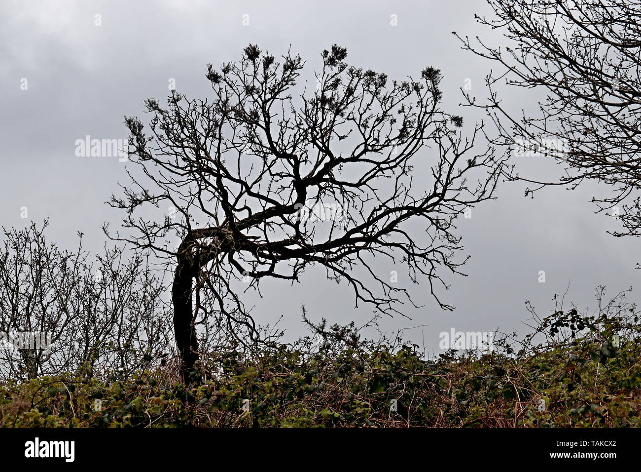 Twisted branches of a tree hi-res stock photography and images - Alamy