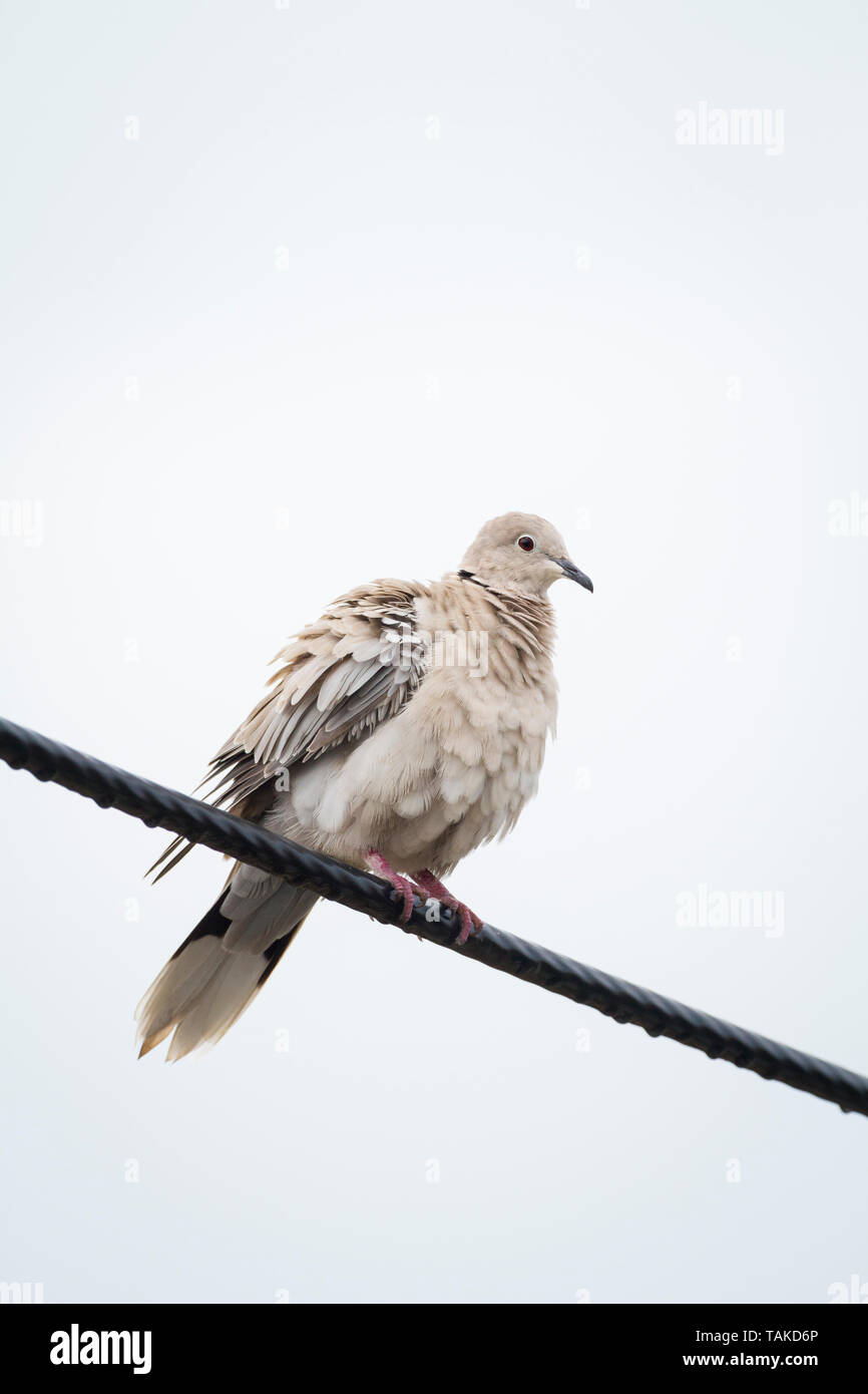 Indian turtle dove hi-res stock photography and images - Alamy