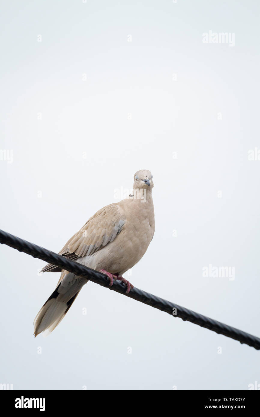 Red collared doves hi-res stock photography and images - Alamy