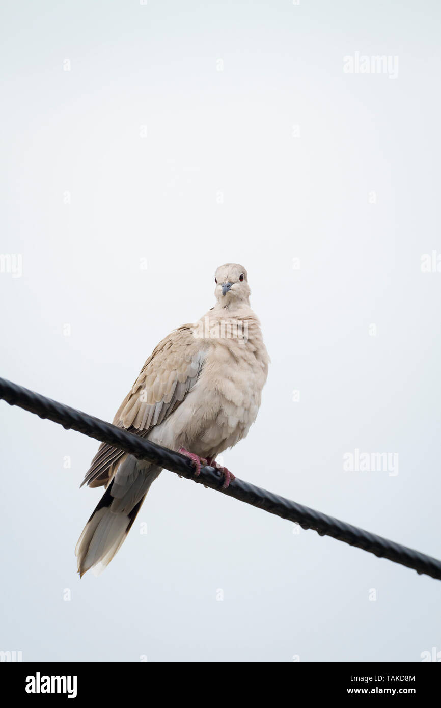 Indian turtle dove hi-res stock photography and images - Alamy