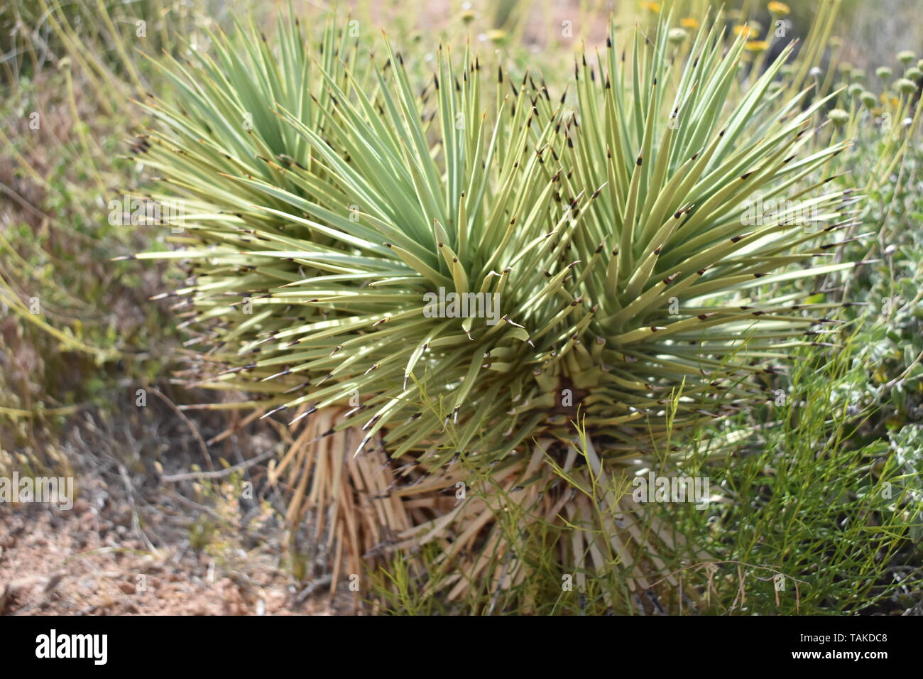 Joshua tree in mojave hi-res stock photography and images - Alamy