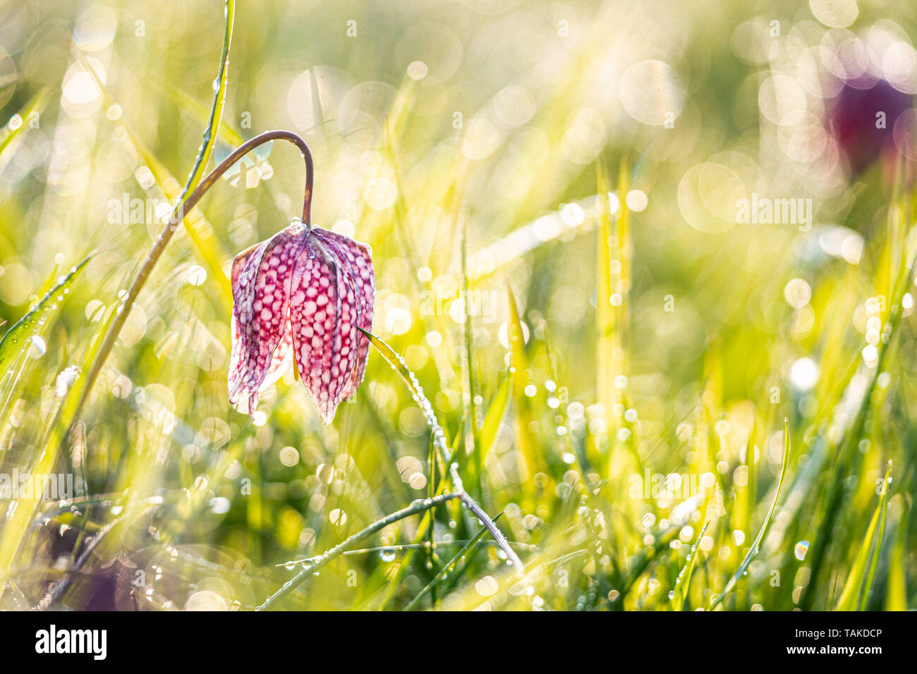 The fritillary is a plant from the lily family. The flower has purple ...