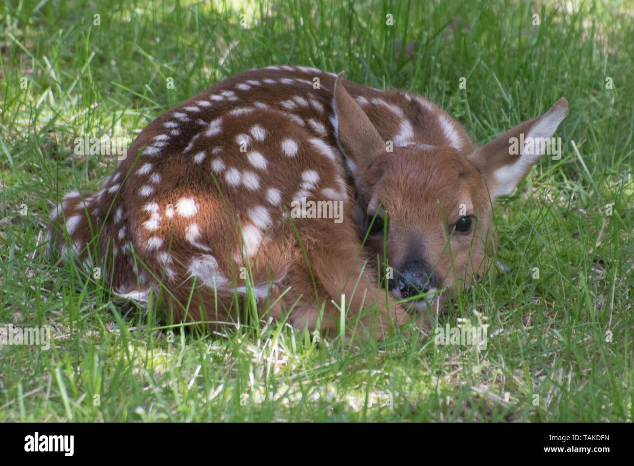 Curled up in grass hi-res stock photography and images - Alamy
