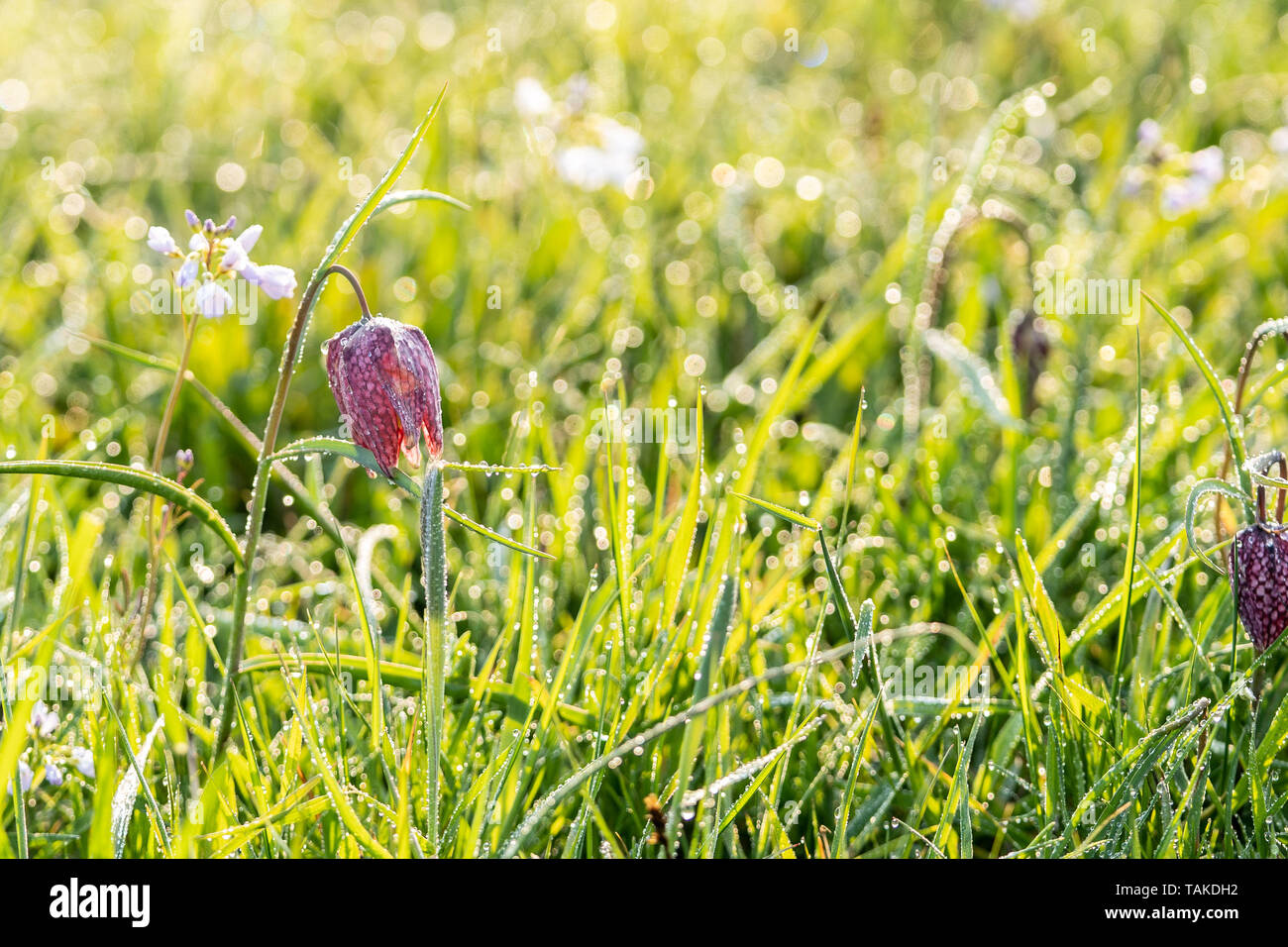 The fritillary is a plant from the lily family. The flower has purple ...