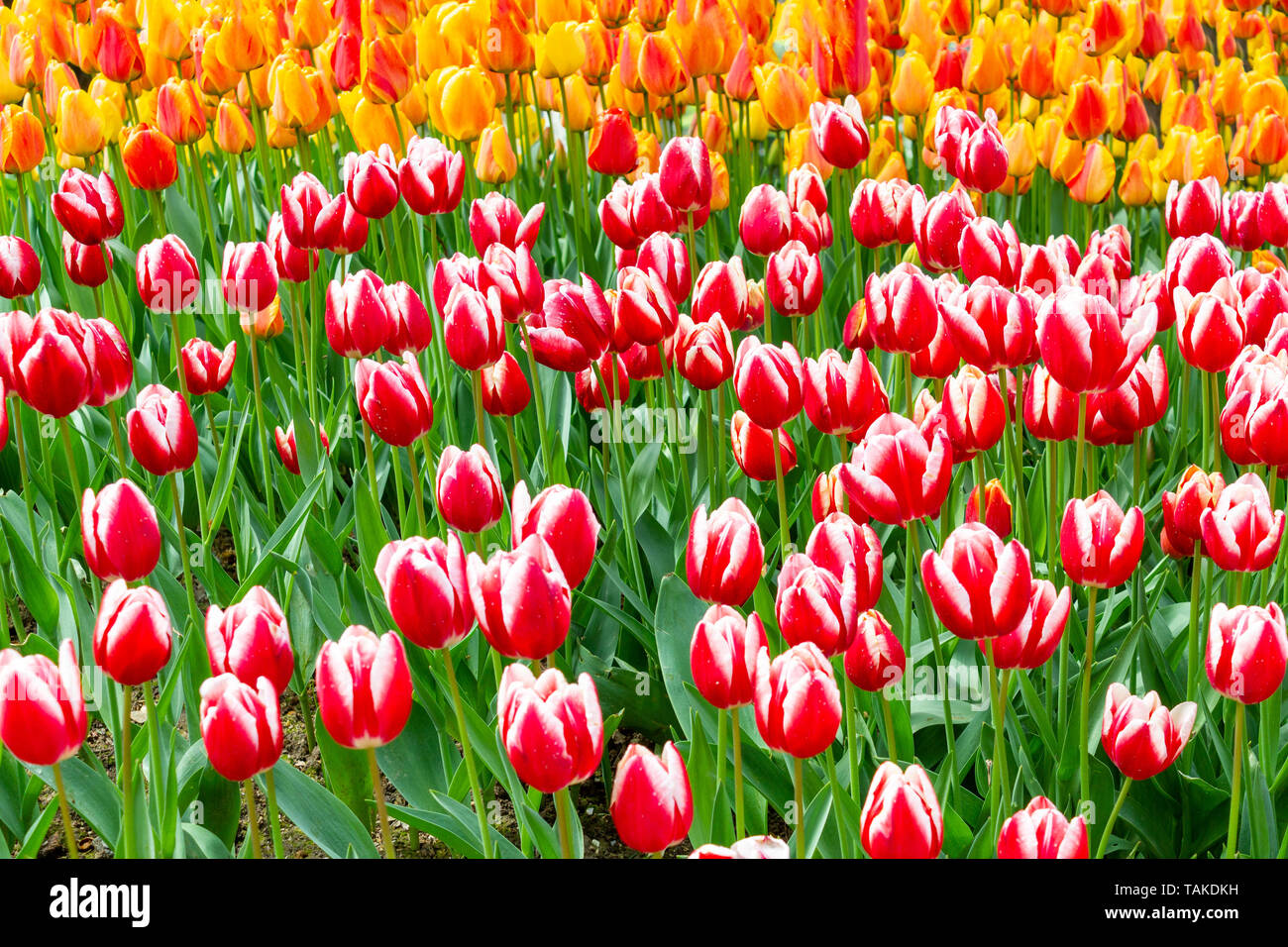 Red tulip on spring hi-res stock photography and images - Alamy