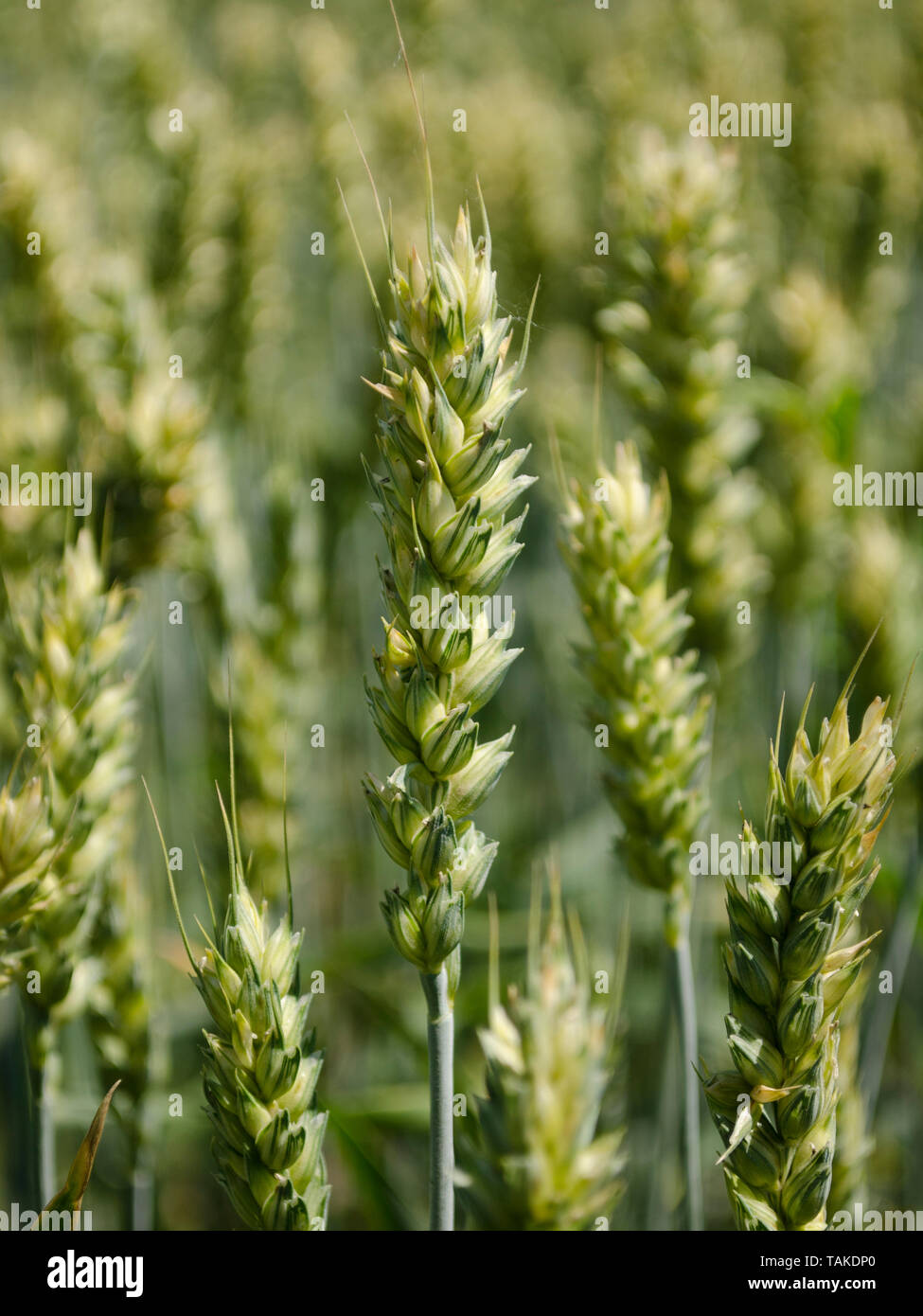 Wheat spike, early stage Stock Photo - Alamy