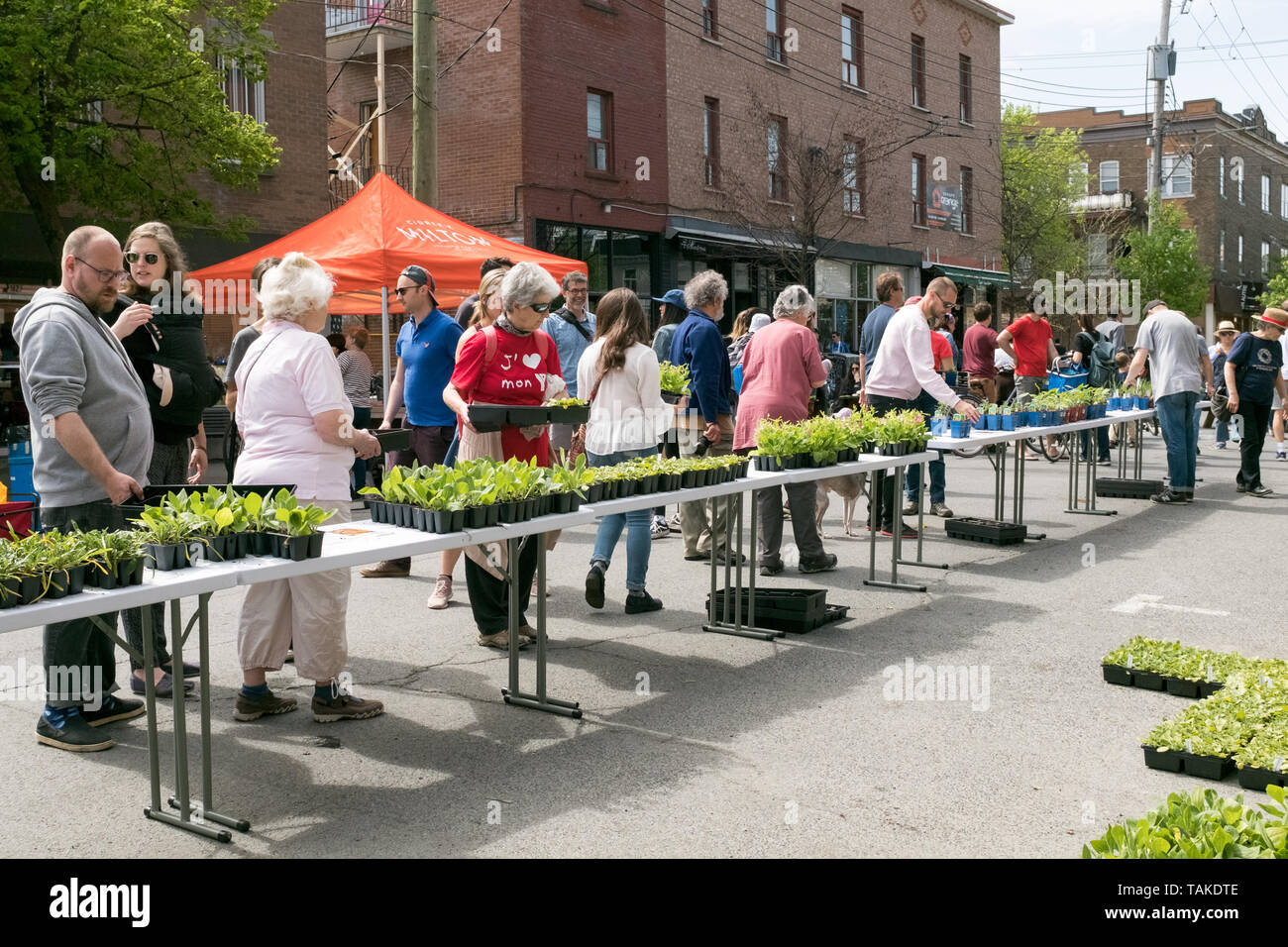 Free distribution of flowers and plants to the residents of the Mile ...