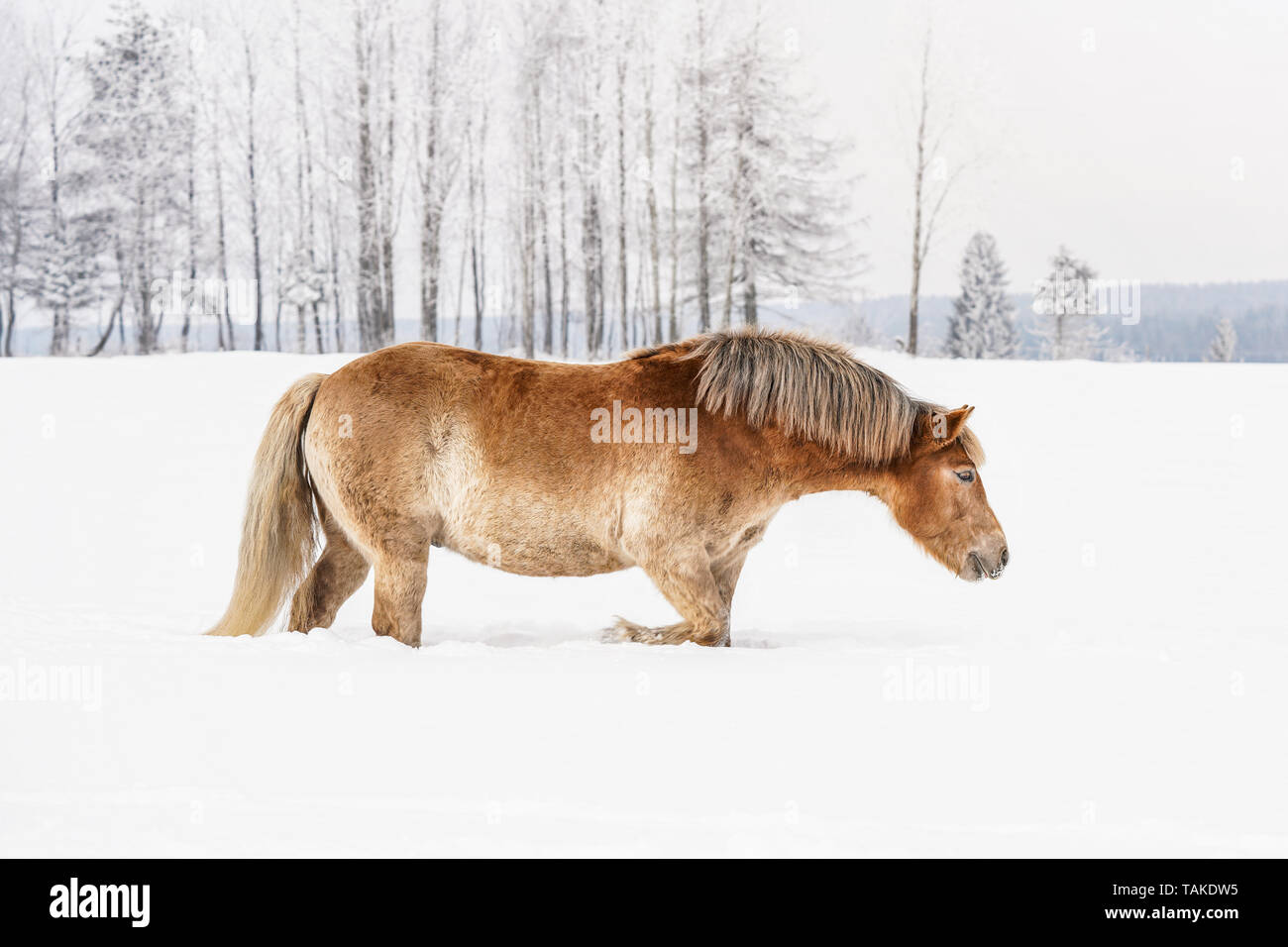 Light brown Haflinger horse walks through snow on field in winter ...