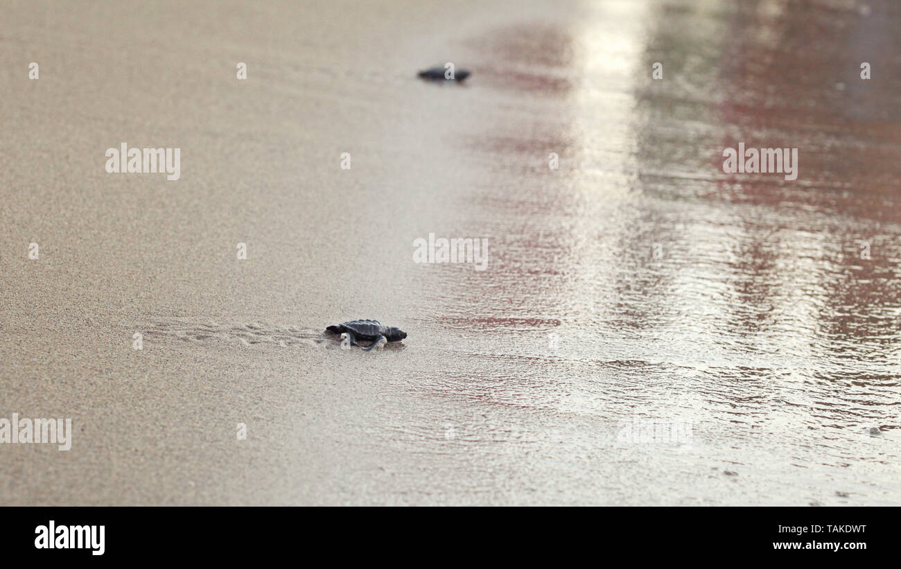 Leatherback baby sea turtle hi-res stock photography and images - Alamy