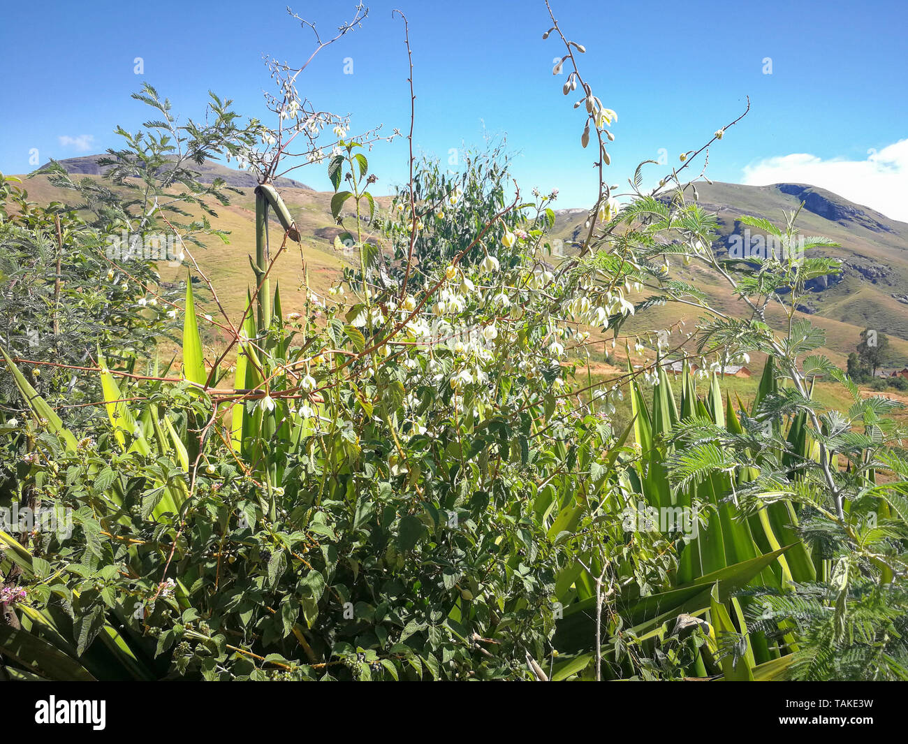 Vibrant green flora, hills with small houses and clear sky in ...