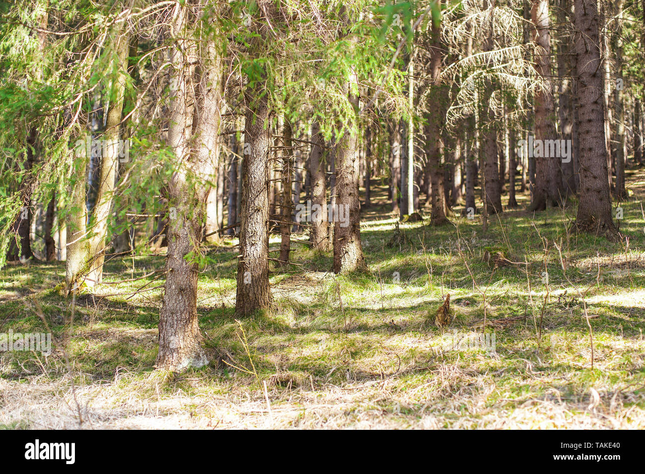 Sun shines in spring forest, coniferous tree trunks and low grass Stock ...