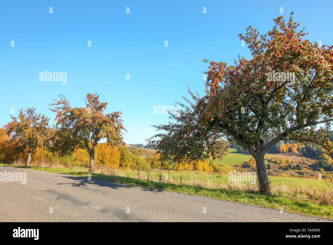 Wild apple trees with red fruits growing by the asphalt road, clear ...