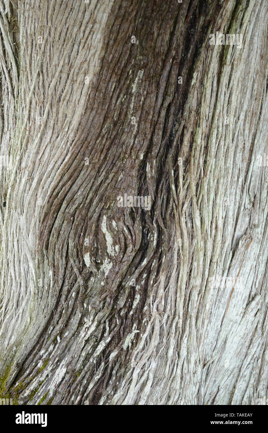 Cedar tree bark Stock Photo - Alamy