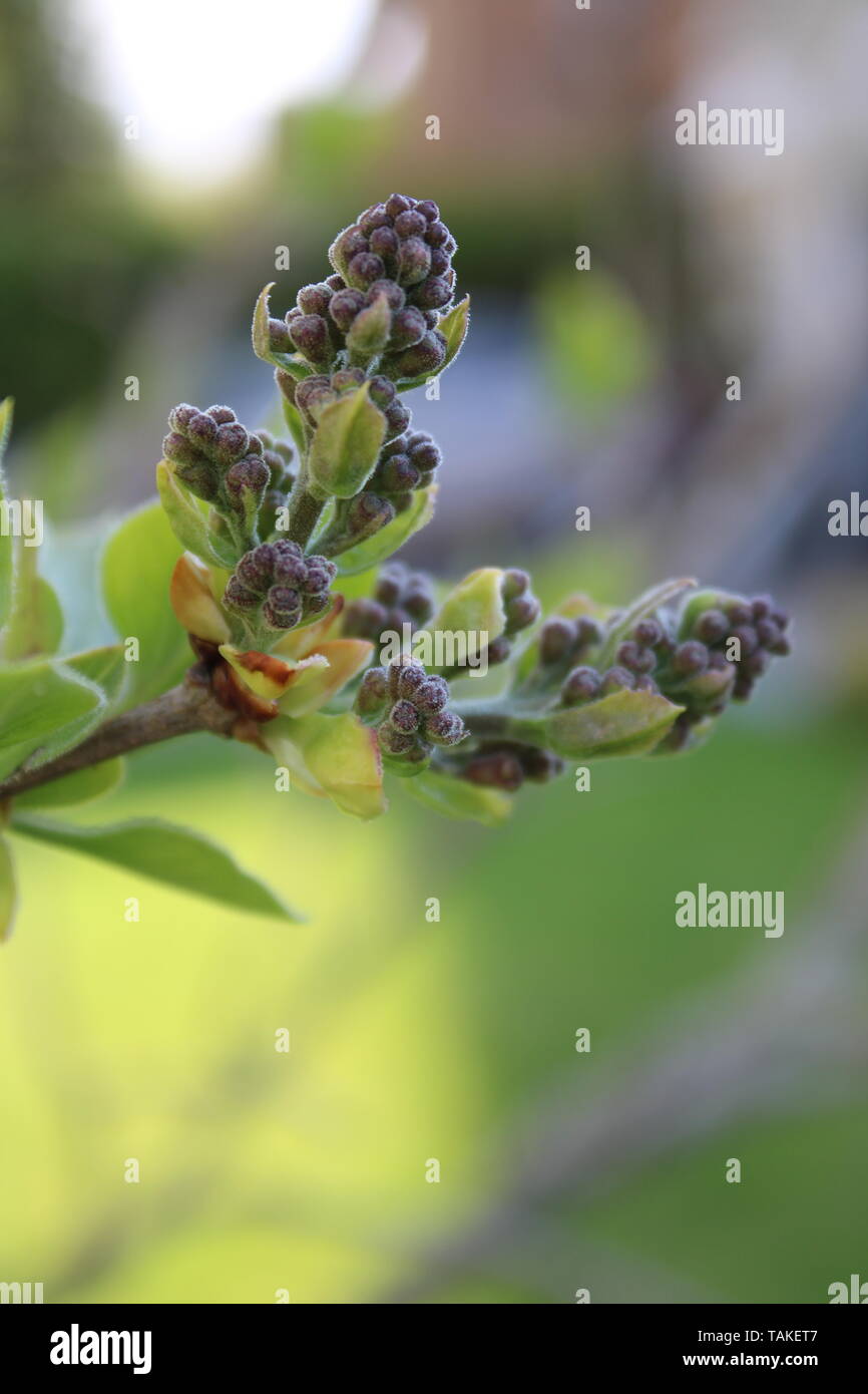 Lilac Flowers in Spring - Pre-Bloom 5 Stock Photo - Alamy