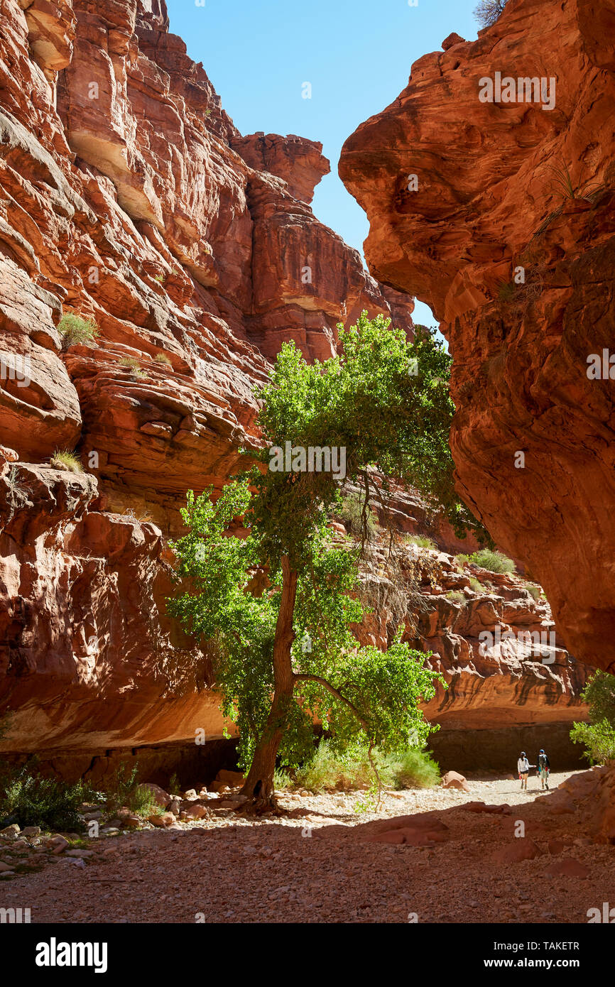 Tree grows in red rock canyon in Arizona's Havasupai on reservation ...