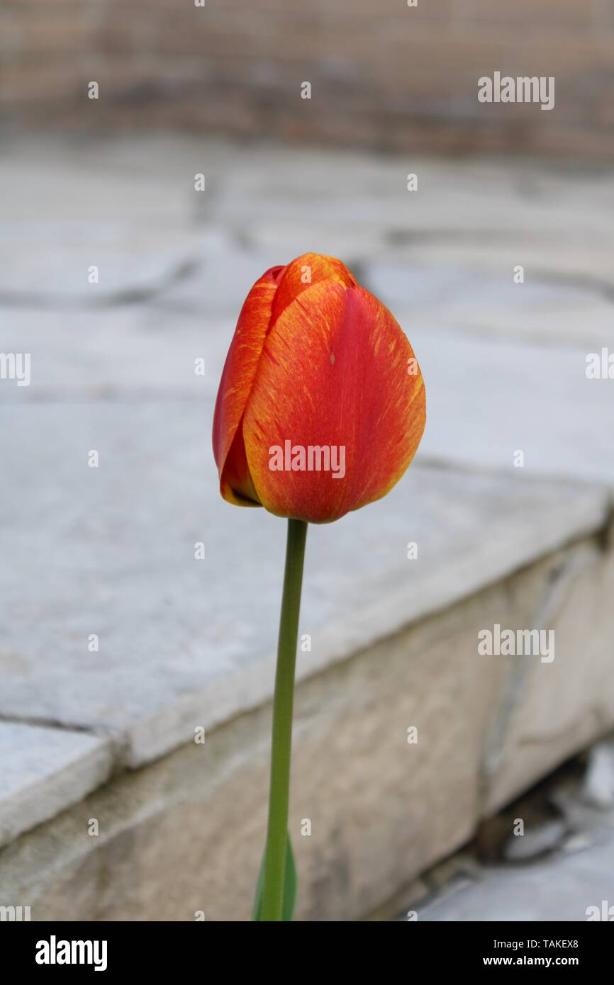 Single Red Tulip in Spring Against a Stone Step Stock Photo - Alamy