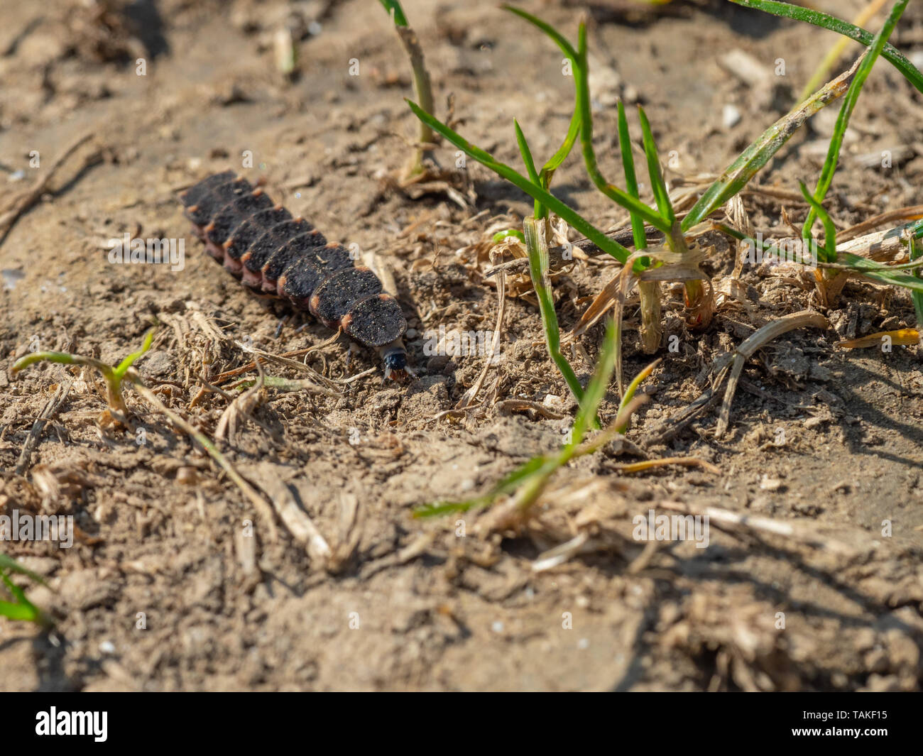 Firefly larva hi-res stock photography and images - Alamy