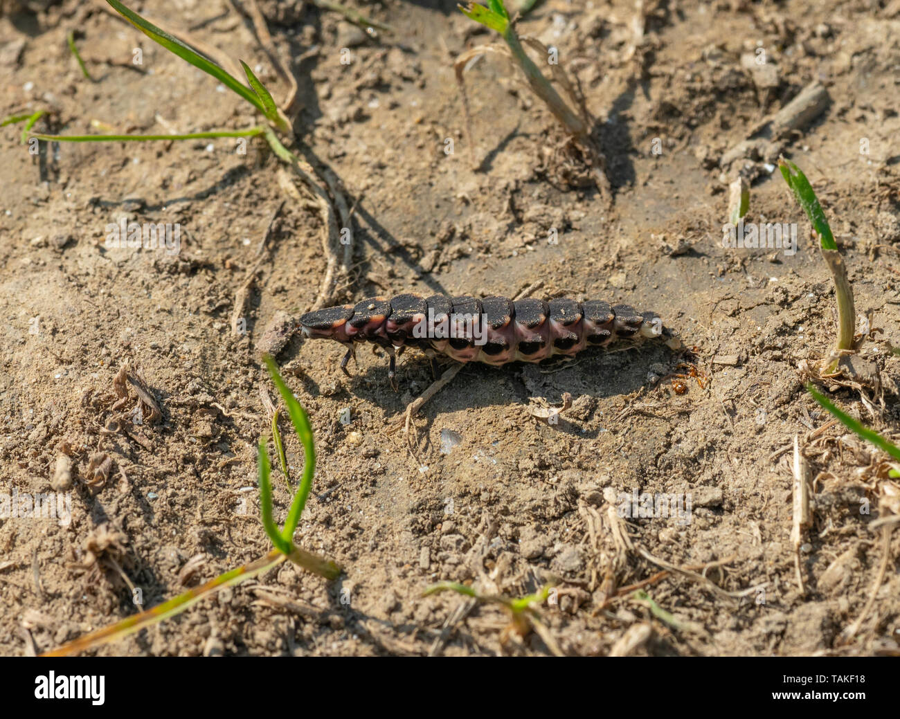 Firefly larva hi-res stock photography and images - Alamy