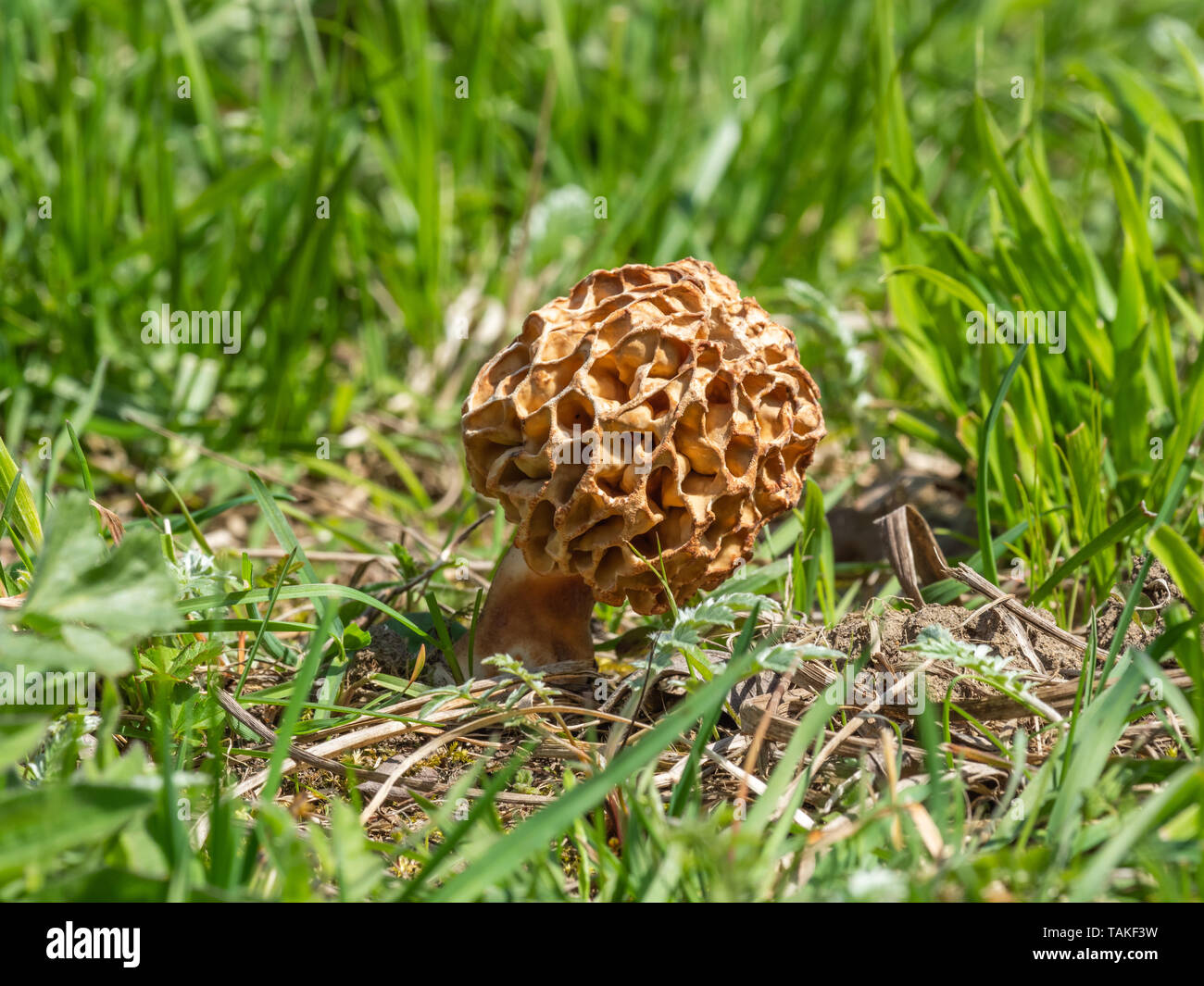 Morel Fungi in the Grass Stock Photo - Alamy