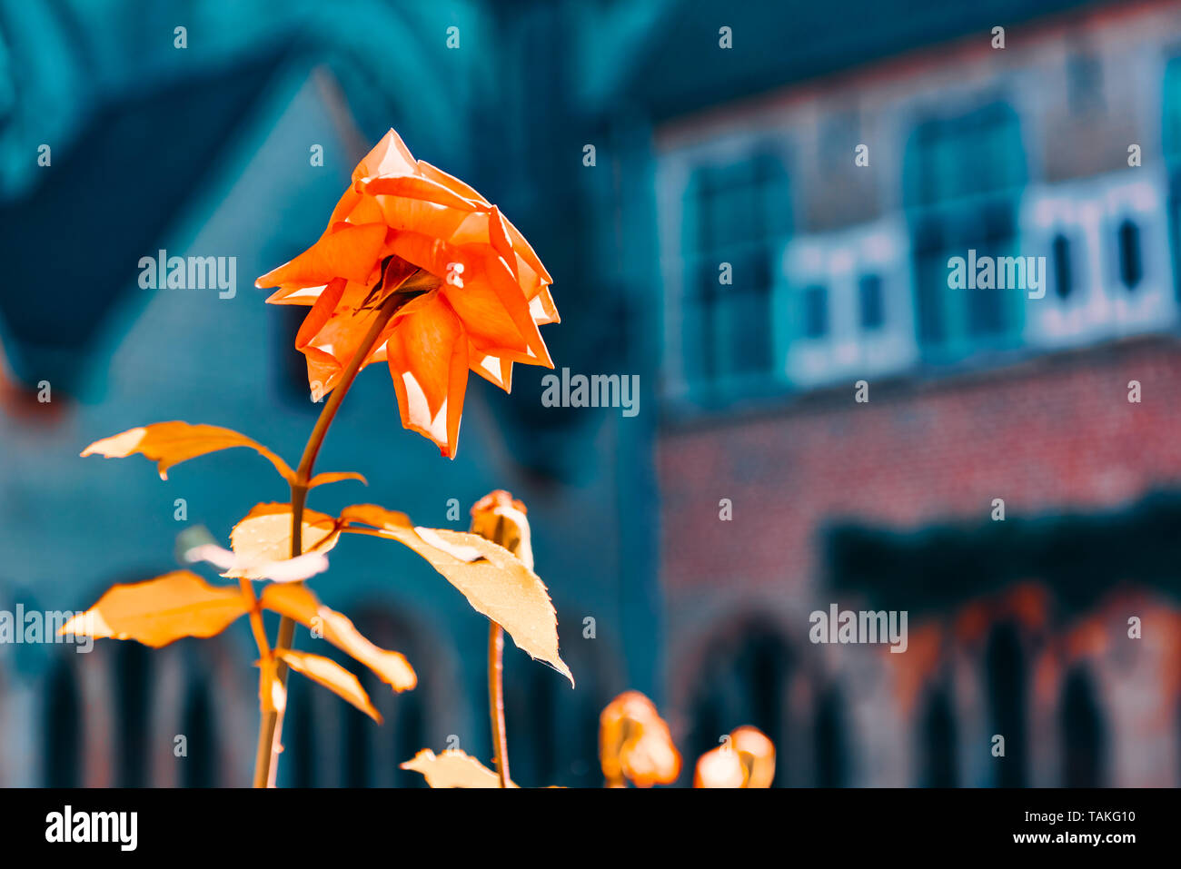The Rose of St. Victor in Xanten Stock Photo - Alamy