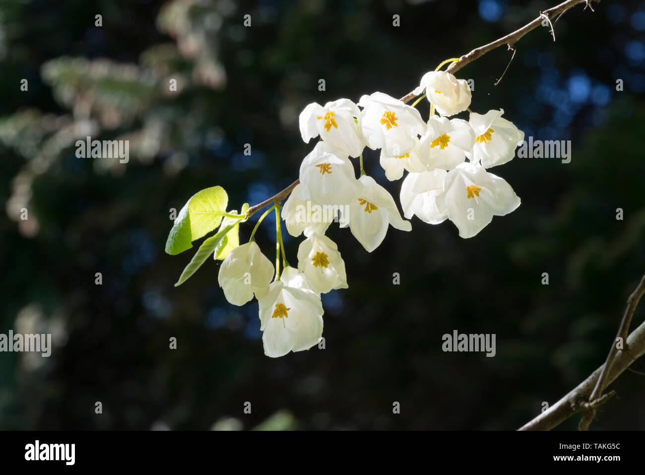 Mountain Snowdrop Tree (Halesia monticola), flowers Stock Photo - Alamy