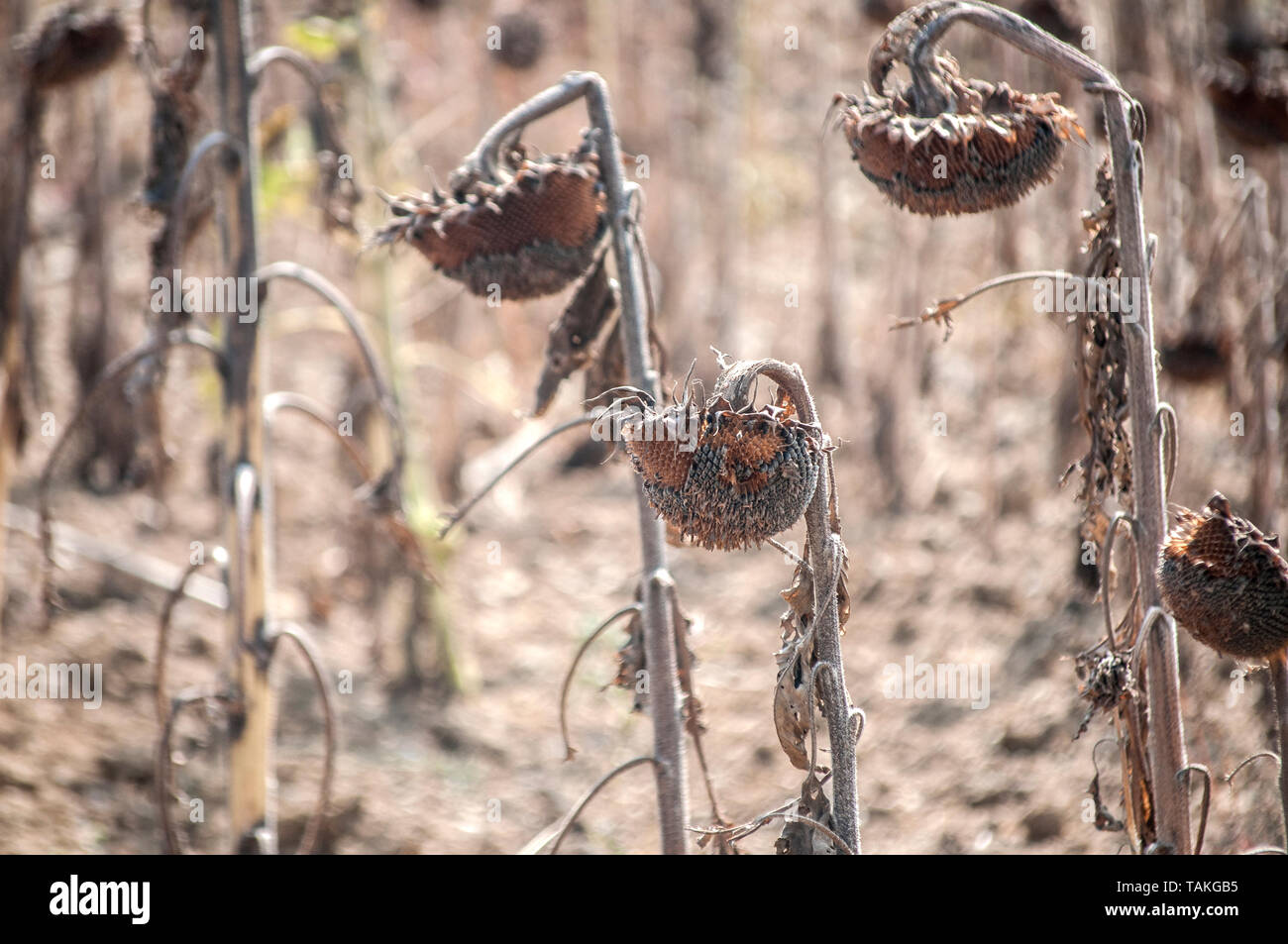 Dried sunflower field closeup in late summer sunny day Stock Photo - Alamy