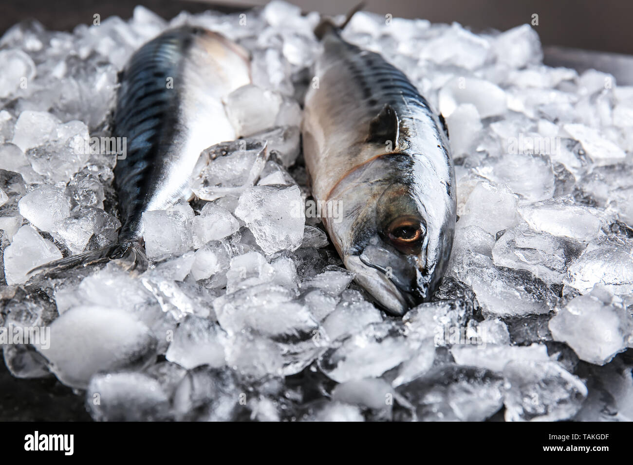 Tasty raw mackerel fish on ice Stock Photo - Alamy
