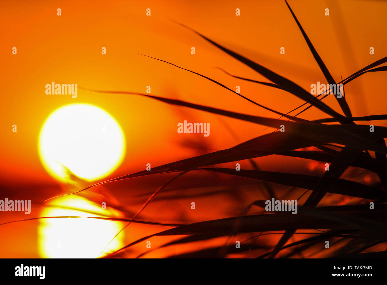 Beautiful, colorful sunset with big golden circle on the orange sky ...