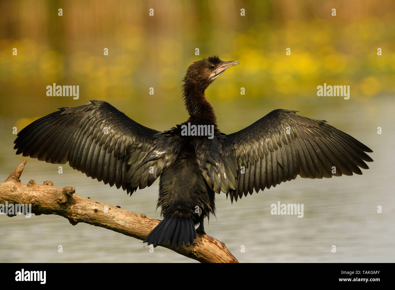 Pygmy Cormorant - Microcarbo pygmaeus, beautiful water bird from ...