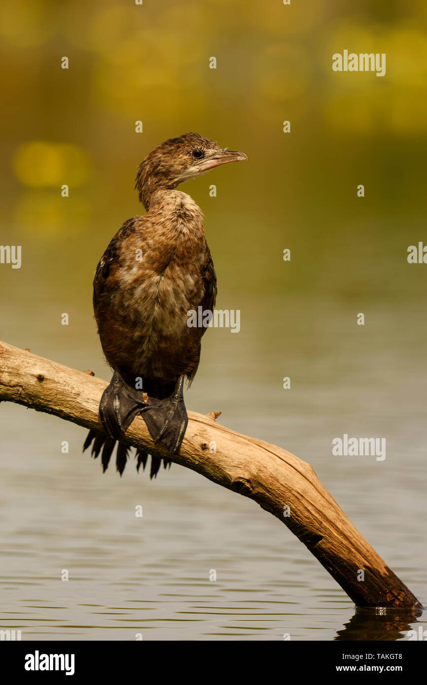 Pygmy Cormorant - Microcarbo pygmaeus, beautiful water bird from ...