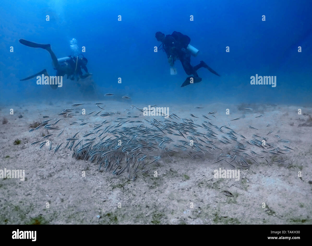 Striped Catfish (Plotosus lineatus) in the Philippines Stock Photo - Alamy