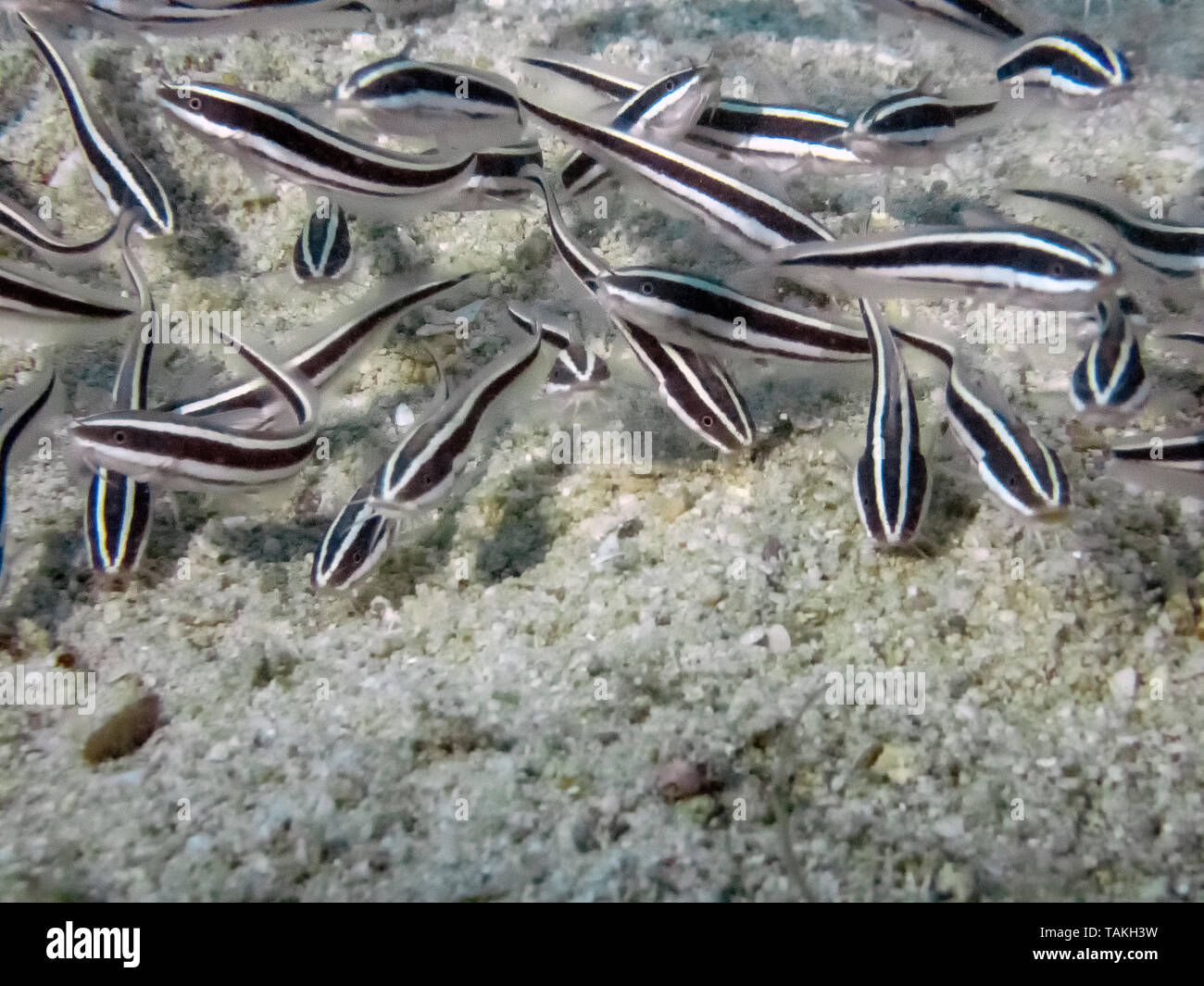 Striped Catfish (Plotosus lineatus) in the Philippines Stock Photo - Alamy