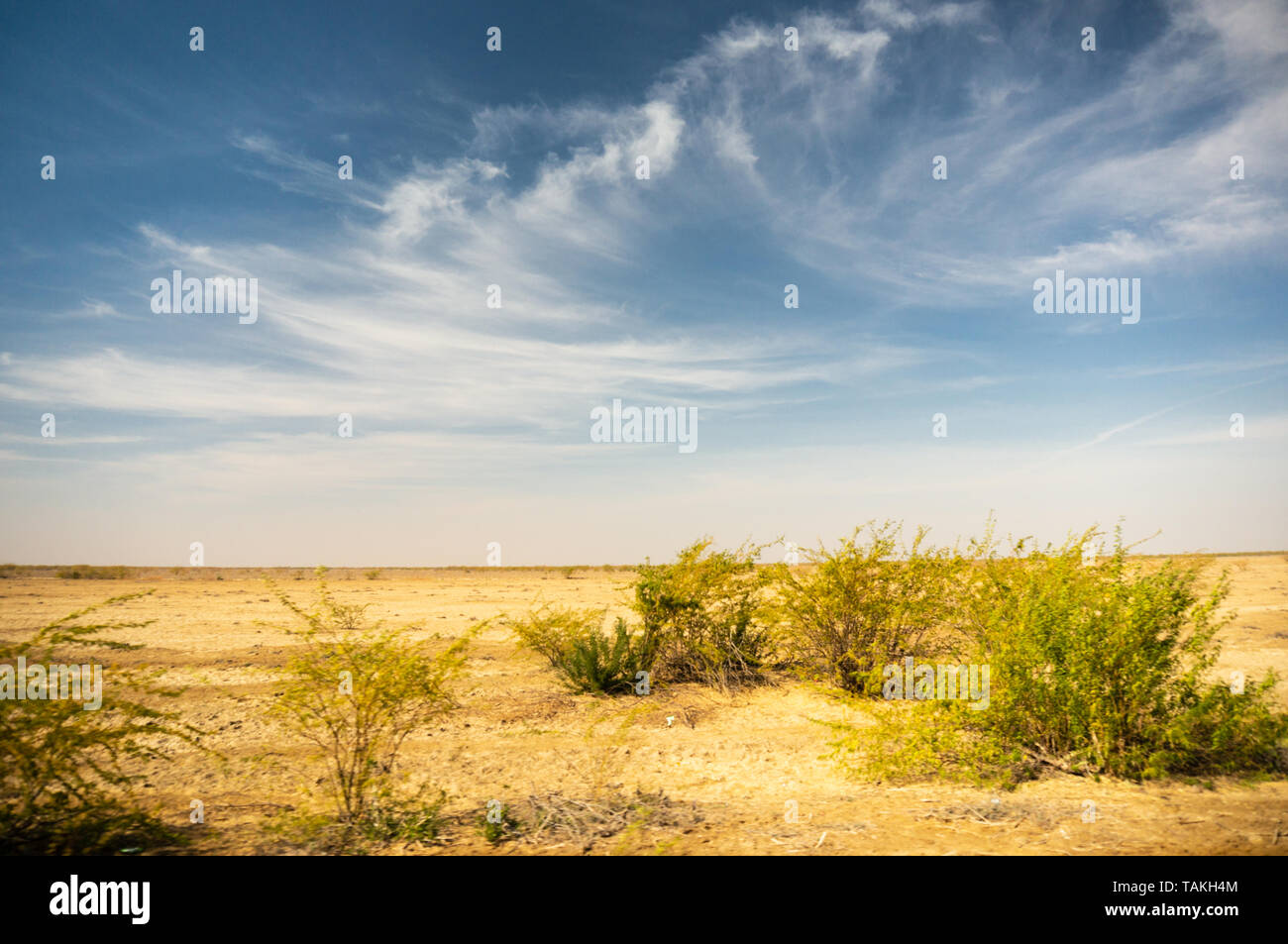 Beautiful desert in india with yellow sands, green plants and blue ...