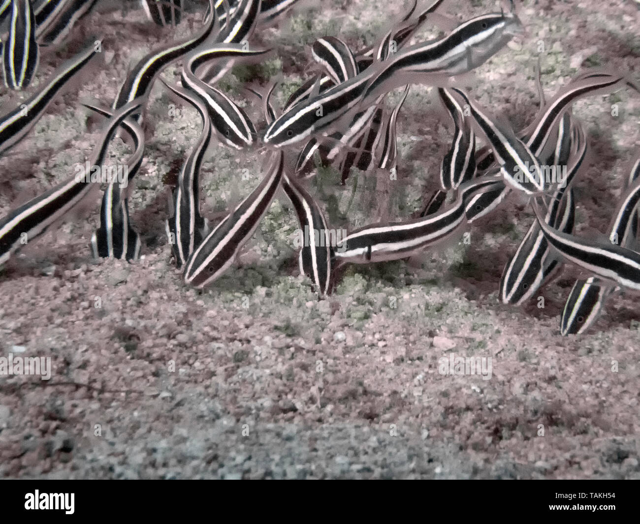 Striped Catfish (Plotosus lineatus) in the Philippines Stock Photo - Alamy