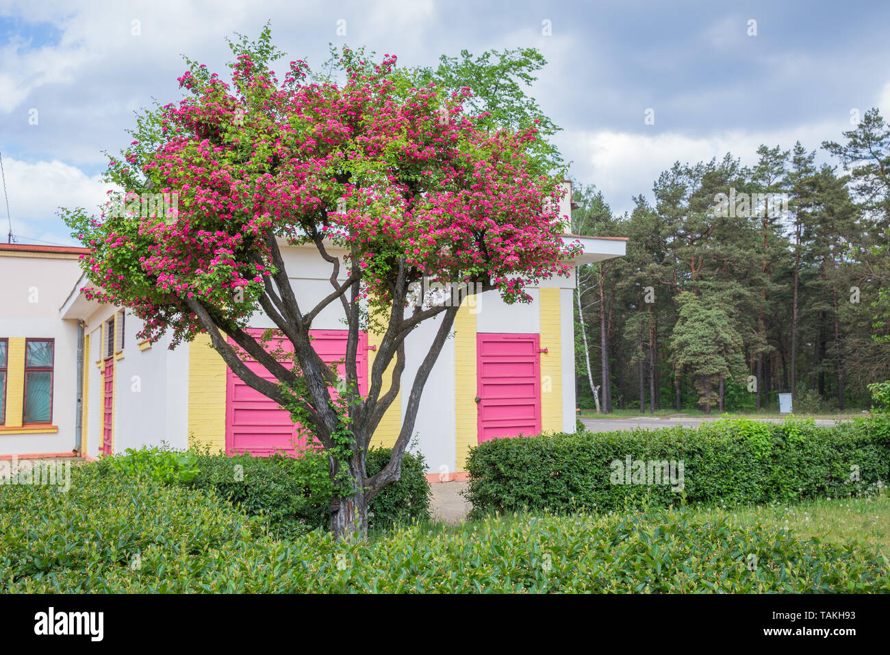 City Jurmala, Latvian Republic. Urban street view with flowering tree ...