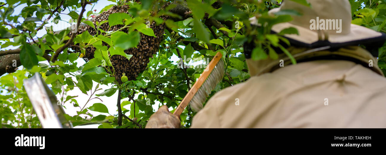 Beekeeping. Beekeeper collecting escaped bees swarm from a tree. Apiary ...