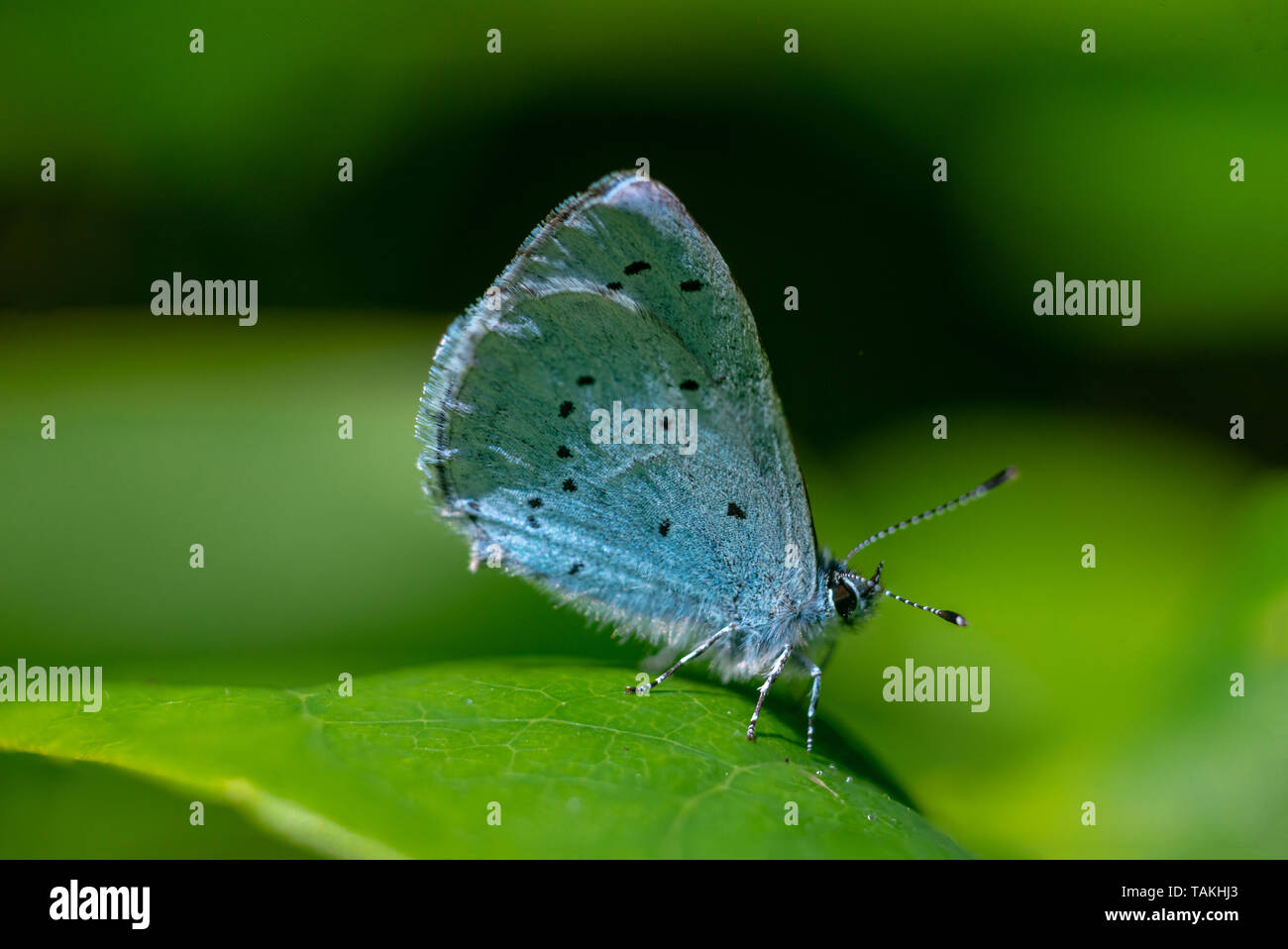 A holly blue butterfly in a Brighton garden Stock Photo - Alamy