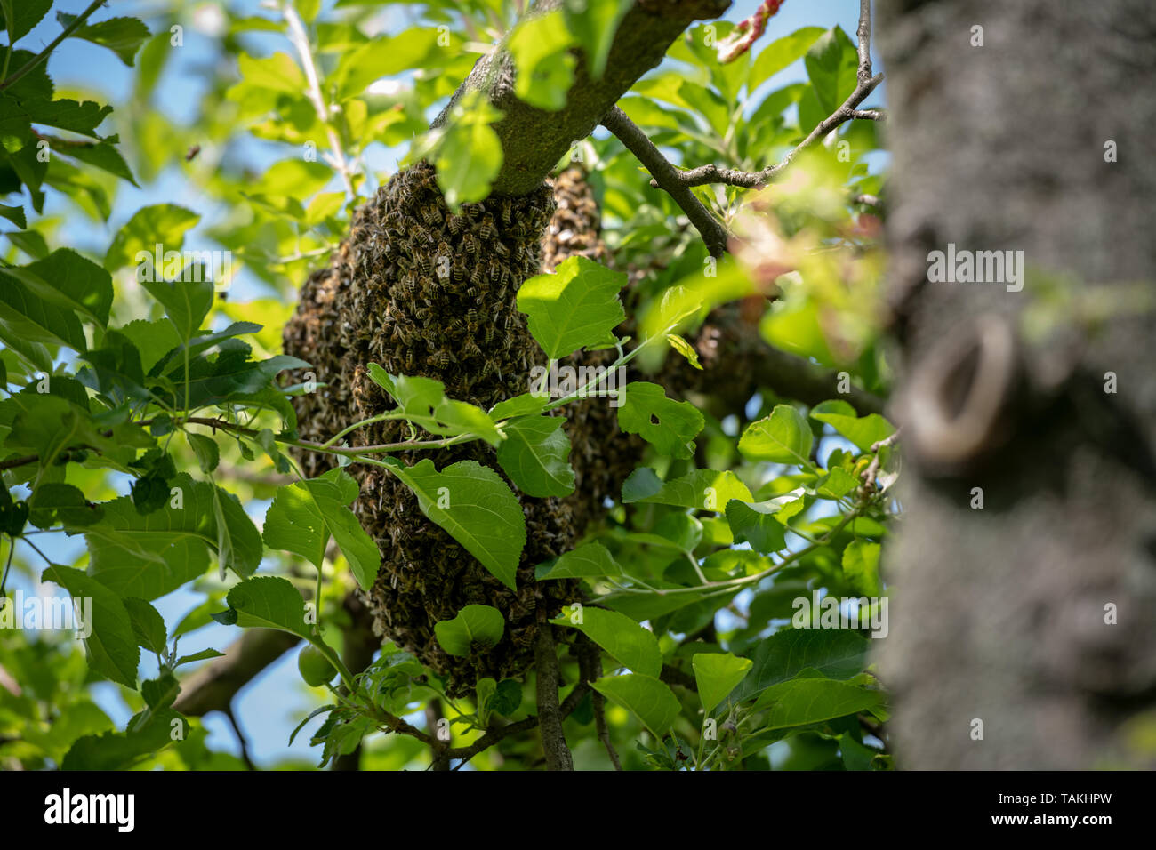 Beekeeping. Escaped bees swarm nesting on a tree. Apiary background. A ...