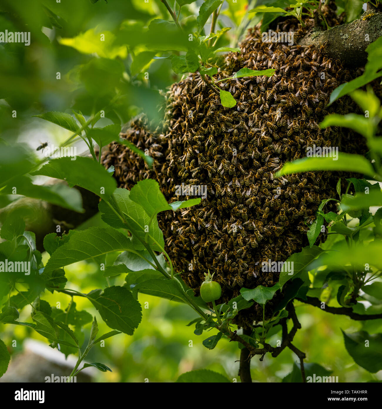 Beekeeping. Escaped bees swarm nesting on a tree. Apiary background. A ...