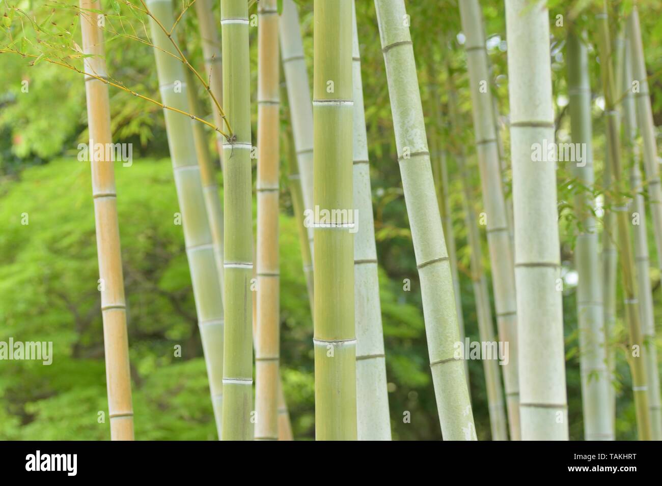 Nature background green Bamboo trees in Japan Stock Photo - Alamy