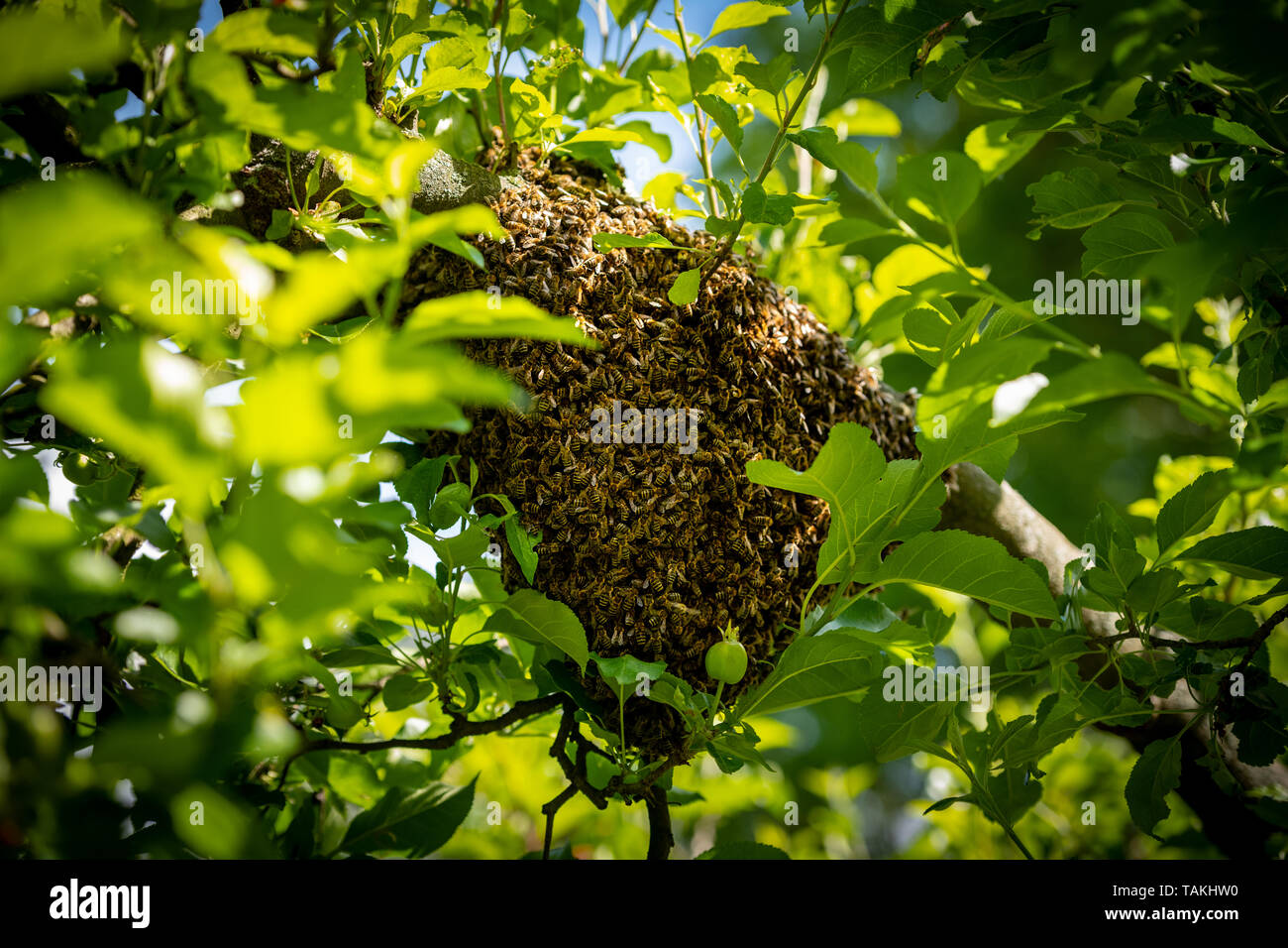 Beekeeping. Escaped bees swarm nesting on a tree. Apiary background. A ...